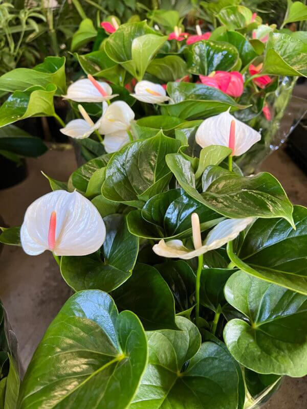 Anthurium - Neth Plant