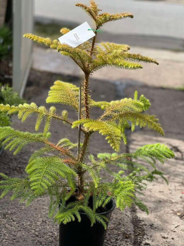 Conifers Archives - Neth Plant