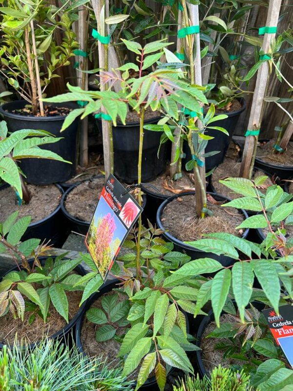 Trees Archives - Neth Plant