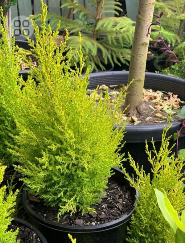 Conifers Archives - Neth Plant