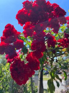 Standard Weeping Roses 6ft Standard - Neth Plant