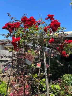 Standard Weeping Roses 6ft Standard - Neth Plant