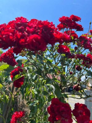 Standard Weeping Roses 6ft Standard - Neth Plant