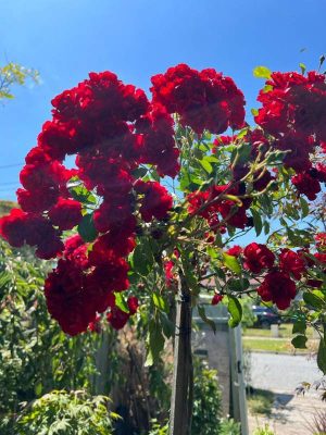 Standard Weeping Roses 6ft Standard - Neth Plant
