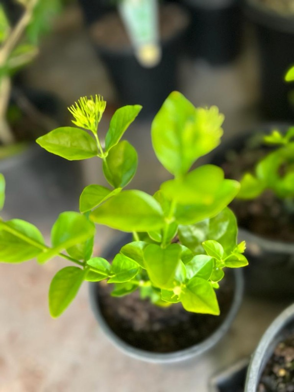 Climbers Archives - Neth Plant