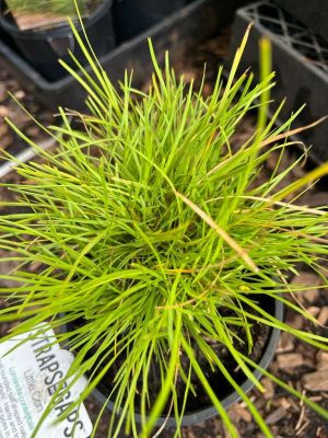 Lomandra ‘ Little Con’ - Neth Plant