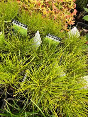 Lomandra ‘ Little Con’ - Neth Plant