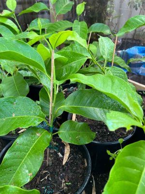 Magnolia × alba Michelia alba - Neth Plant