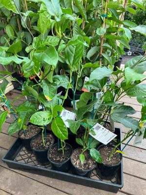 Fruit Trees Archives - Neth Plant