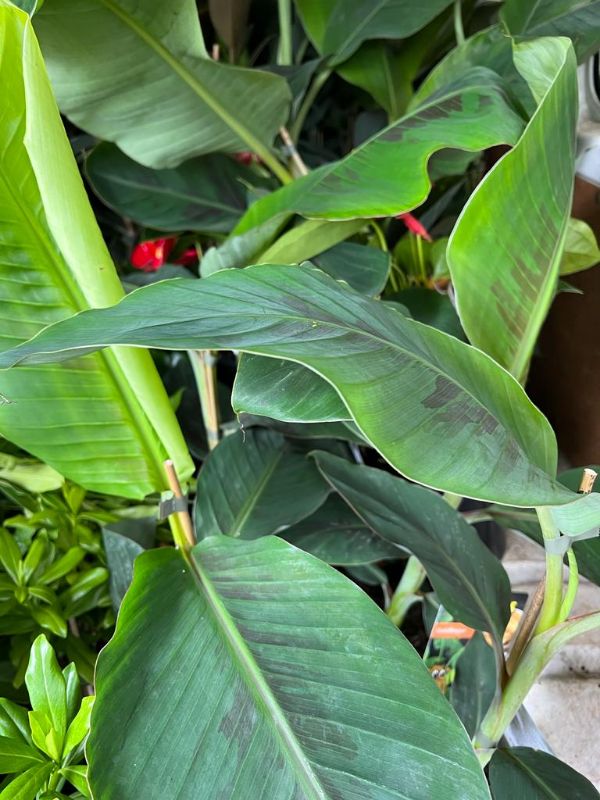 Fruit Trees Archives - Neth Plant