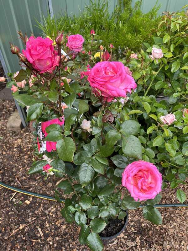 Roses Archives - Neth Plant