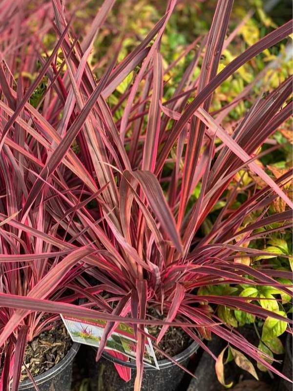 Grasses and Flaxes Archives - Neth Plant