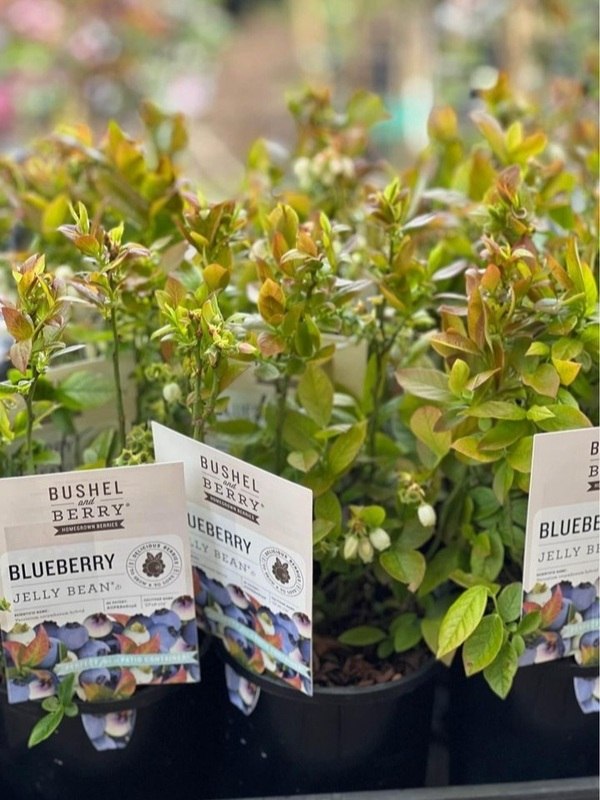 Fruit Trees Archives - Neth Plant