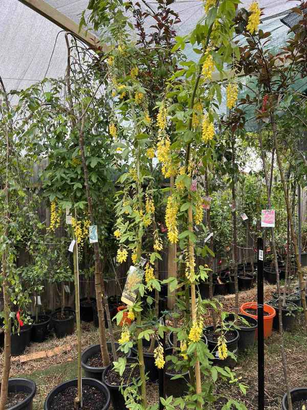 Trees Archives - Neth Plant