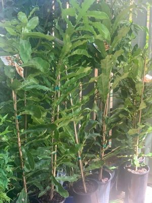 Trees Archives - Neth Plant