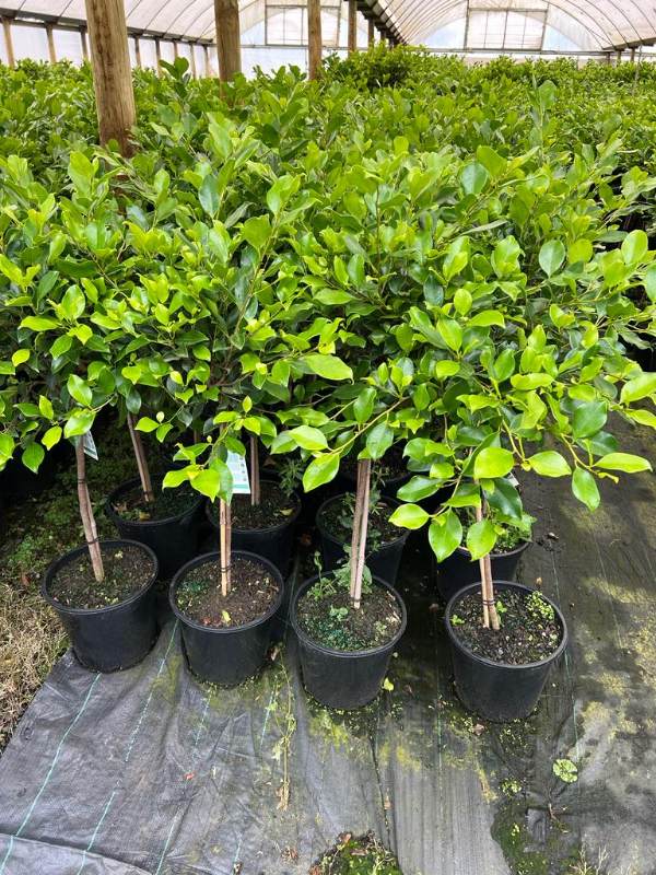 Topiary Archives - Neth Plant