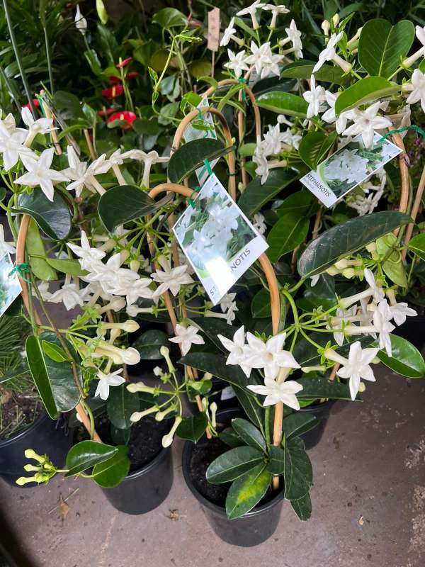 Stephanotis floribunda Madagascar Jasmine - Neth Plant