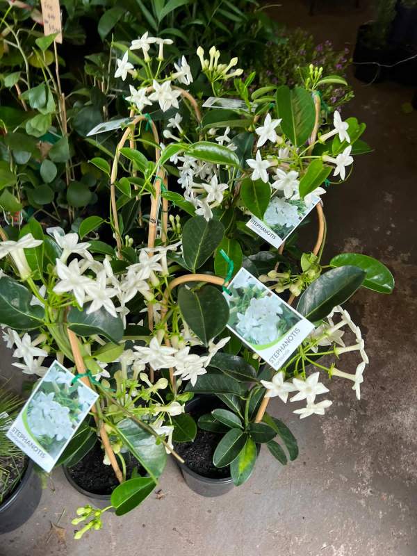 Stephanotis floribunda Madagascar Jasmine - Neth Plant