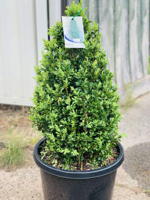 Screening and Hedging Archives - Neth Plant