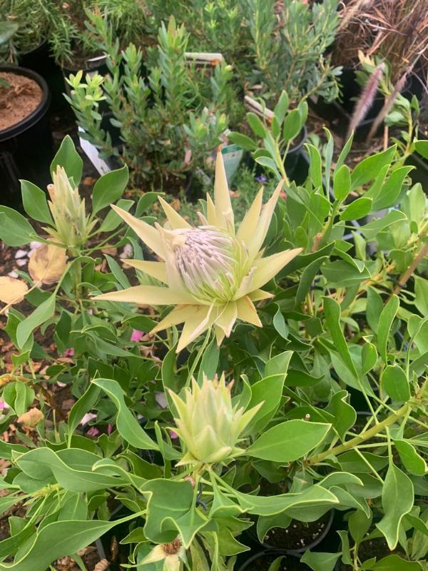 Native Plants Archives - Neth Plant