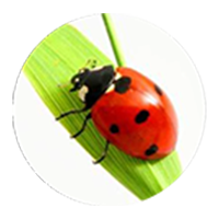 The Best Plant Nursery in Melbourne | Neth Plant
