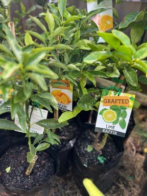 Grafted Citrus Archives - Neth Plant