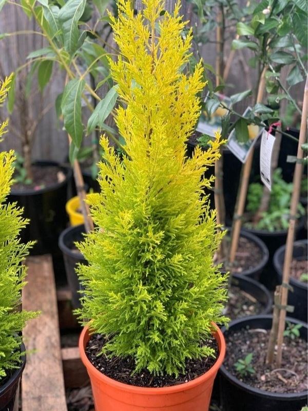Conifers Archives - Neth Plant