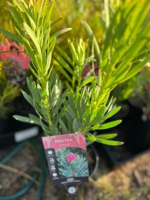 Protea repens x aristata ' Venus ' - Neth Plant