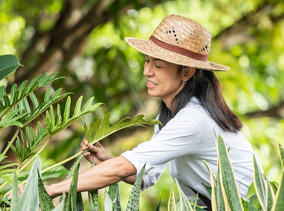 The Best Plant Nursery in Melbourne | Neth Plant