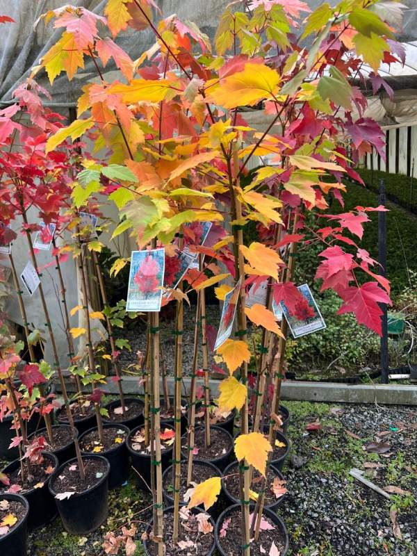 Specimen and Focal Trees Archives - Page 2 of 6 - Neth Plant