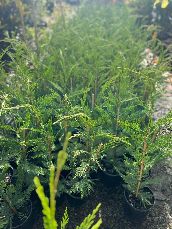 Cupressocyparis leylandii ' Leighton Green ' - Neth Plant