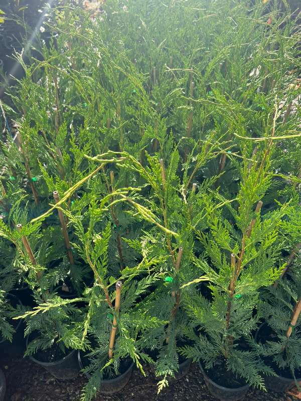 Cupressocyparis leylandii ' Leighton Green ' - Neth Plant