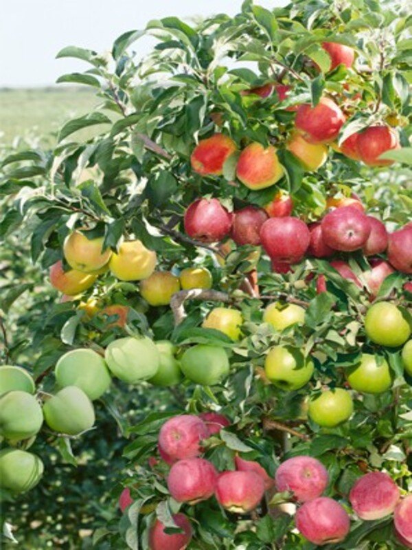 Fruit Trees Archives - Neth Plant