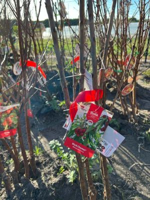 Cherry ” Trixzie® Black Cherree® ” Miniature Cherry - Neth Plant