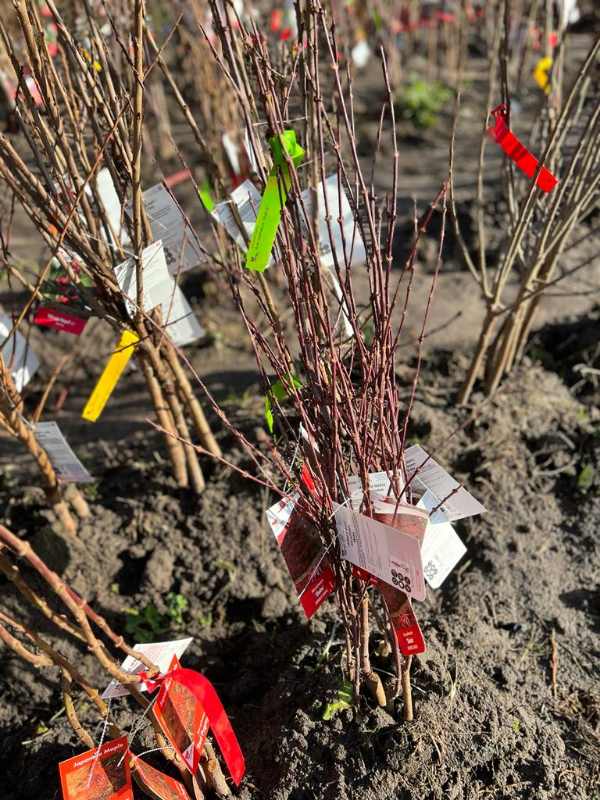 Specimen and Focal Trees Archives - Neth Plant