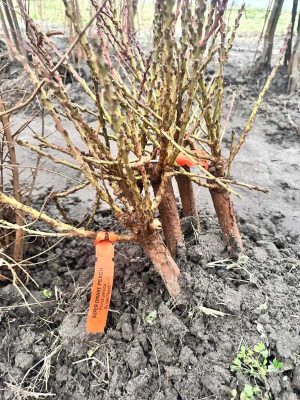 Super Dwarf Peach ' Valley Red ' Bare-rooted - Neth Plant