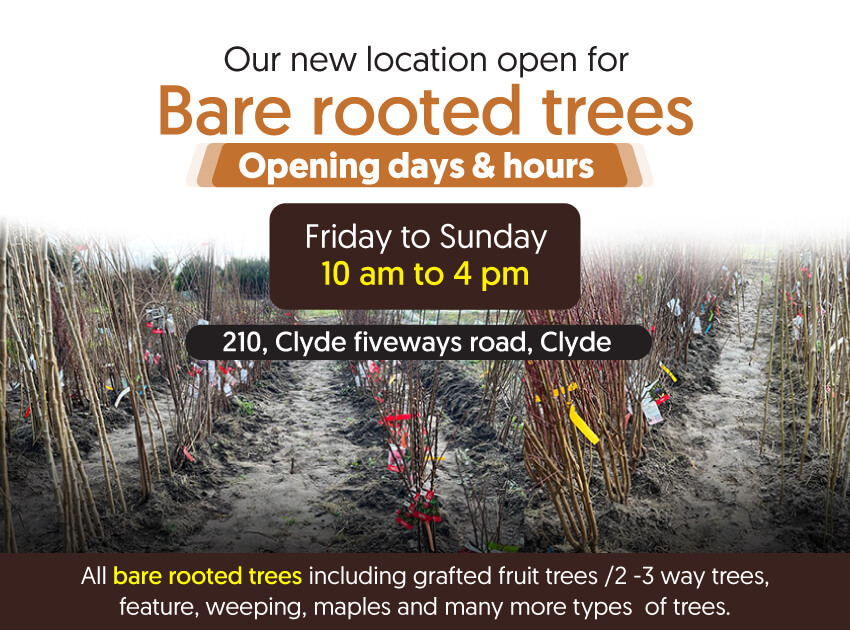 The Best Plant Nursery in Melbourne | Neth Plant