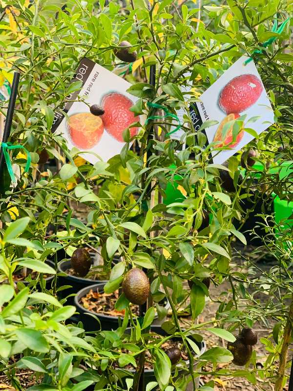 Grafted Citrus Archives - Page 3 of 3 - Neth Plant
