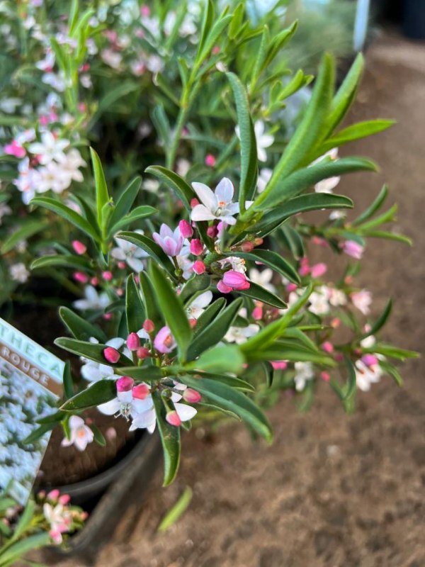 Philotheca myoporoides 'Winter Rouge' Wax Flower - Neth Plant