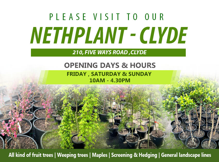 The Best Plant Nursery in Melbourne | Neth Plant