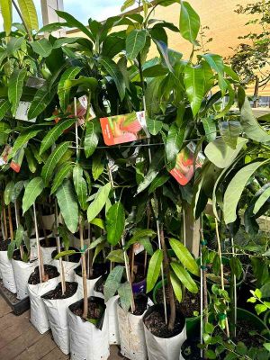 Mangifera indica ' Nam Doc Mai ' - Neth Plant