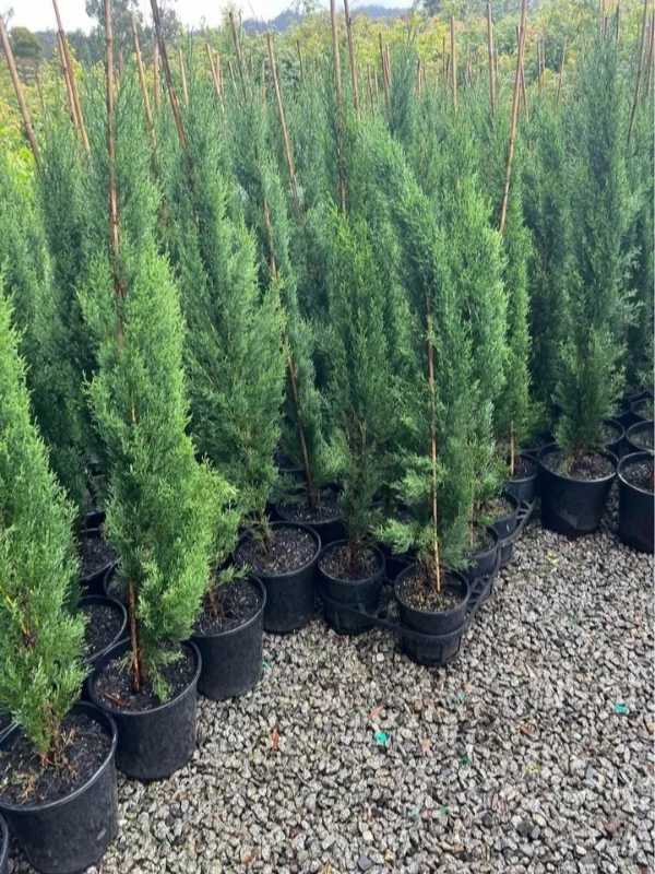 Cupressus sempervirens ' Glauca ' - Neth Plant