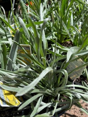 Pycnosorus ' Billy Buttons ' - Neth Plant