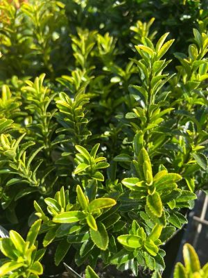 Euonymus japonicus 'Green Rocket' - Neth Plant