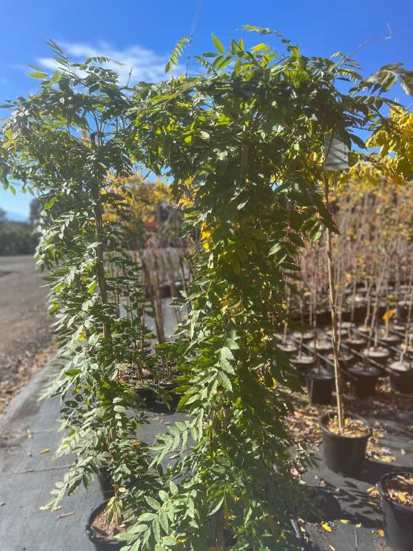 Standard Trees Archives - Neth Plant