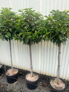 Prunus lusitanica ' Portuguese Laurel ' Advanced Standard Topiary ...