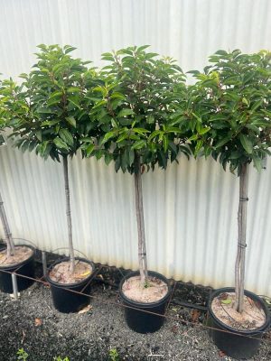 Prunus lusitanica ' Portuguese Laurel ' Advanced Standard Topiary ...