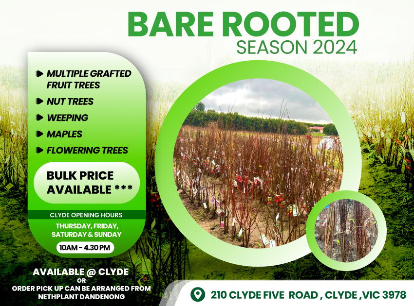 The Best Plant Nursery in Melbourne | Neth Plant