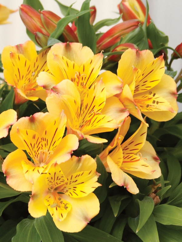 Alstroemeria 'Princess Ariane' - Neth Plant