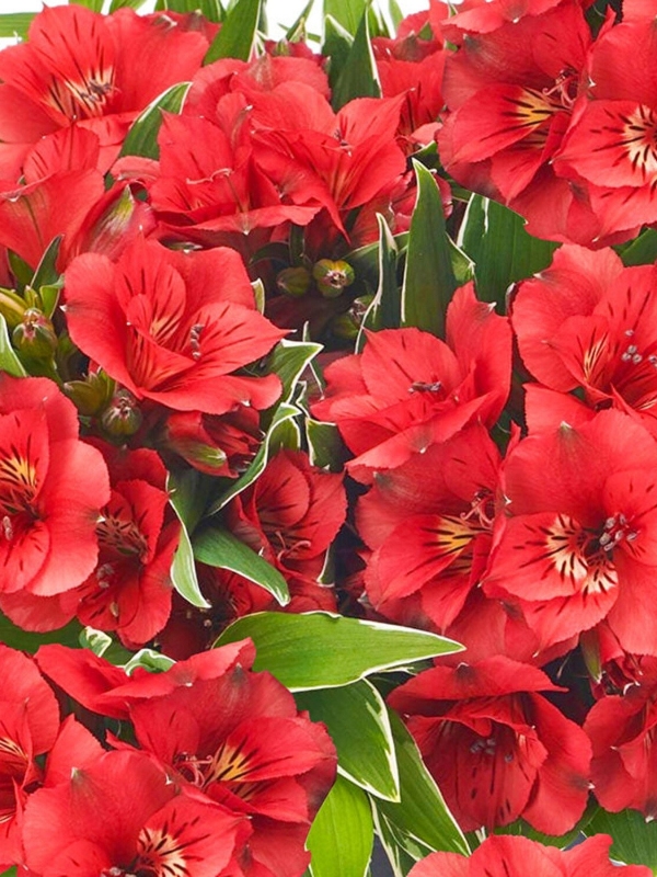 Alstroemeria 'Princess Katiana' - Neth Plant